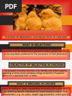Gamefowl Breeding Techniques Explained | PDF | Inbreeding | Hybrid ...
