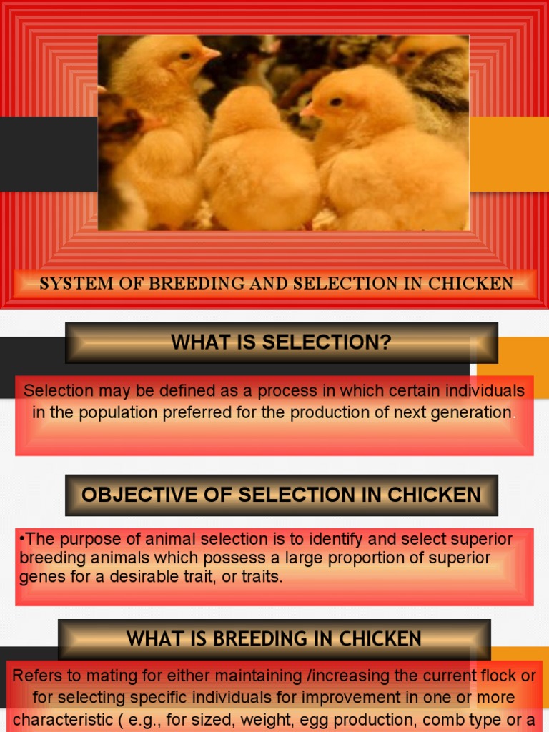Selection and Breeding System of Chicken | PDF | Selective Breeding ...