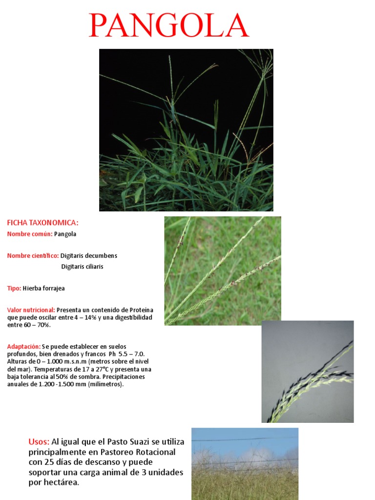 Guía de Uso y Cultivo de Pangola | PDF