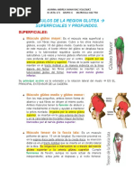 Glúteo Mayor - Origen, Inserción, Inervación, Función - Kenhub | PDF ...