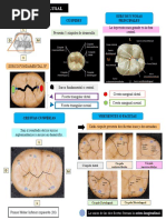 Canino Temporal Superior | PDF | Anatomia dental | Diente