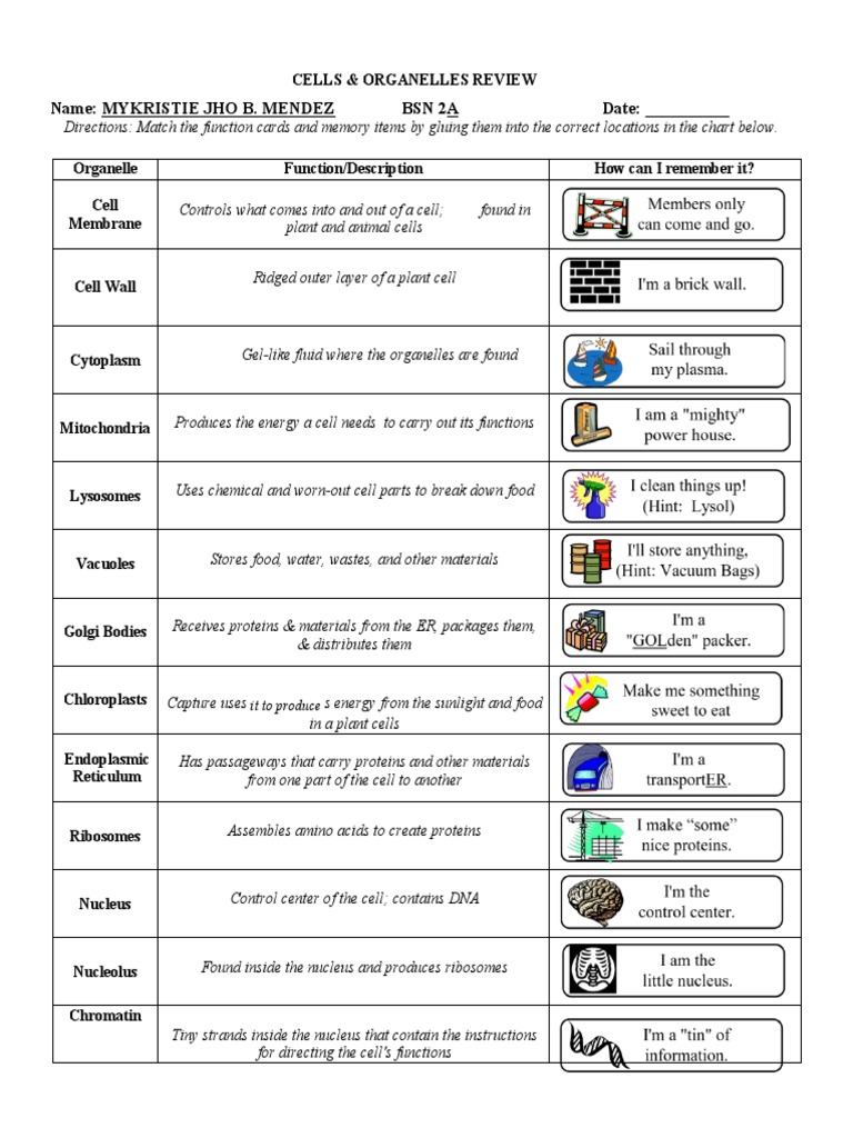 Cells and Organelles Function Review | PDF | Cell (Biology ...