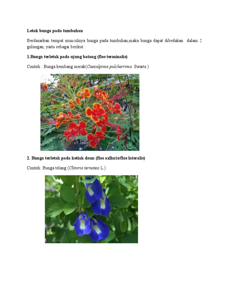 Letak Bunga Pada Tumbuhan | PDF
