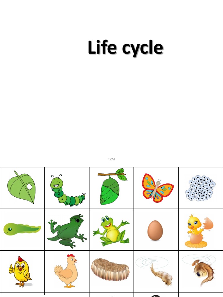 Life Cycle Stages of Animals and Plants | PDF