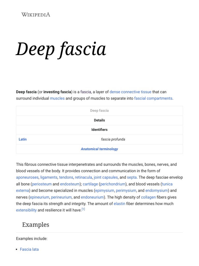 Deep Fascia - Wikipedia | PDF | Anatomy | Tissue (Biology)