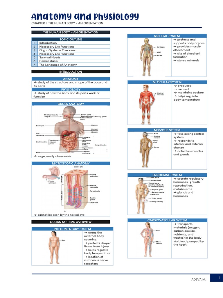 Anatomy and Physiology: The Human Body - An Orientation Topic Outline ...