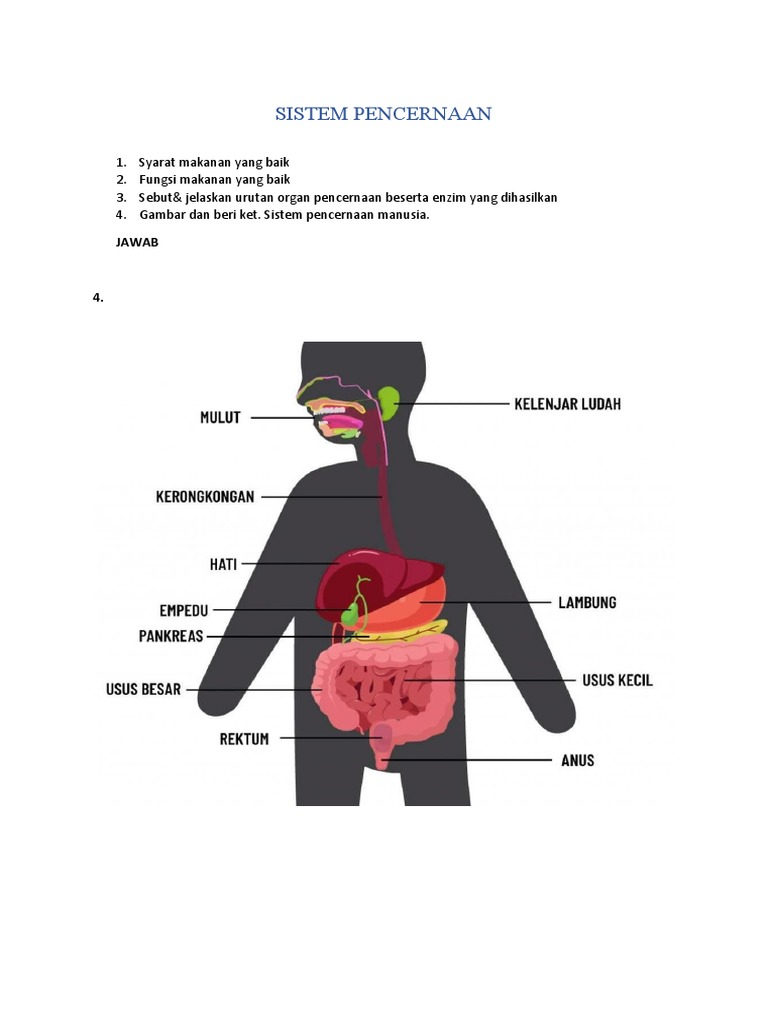 Urutan dan Fungsi Organ Pencernaan | PDF