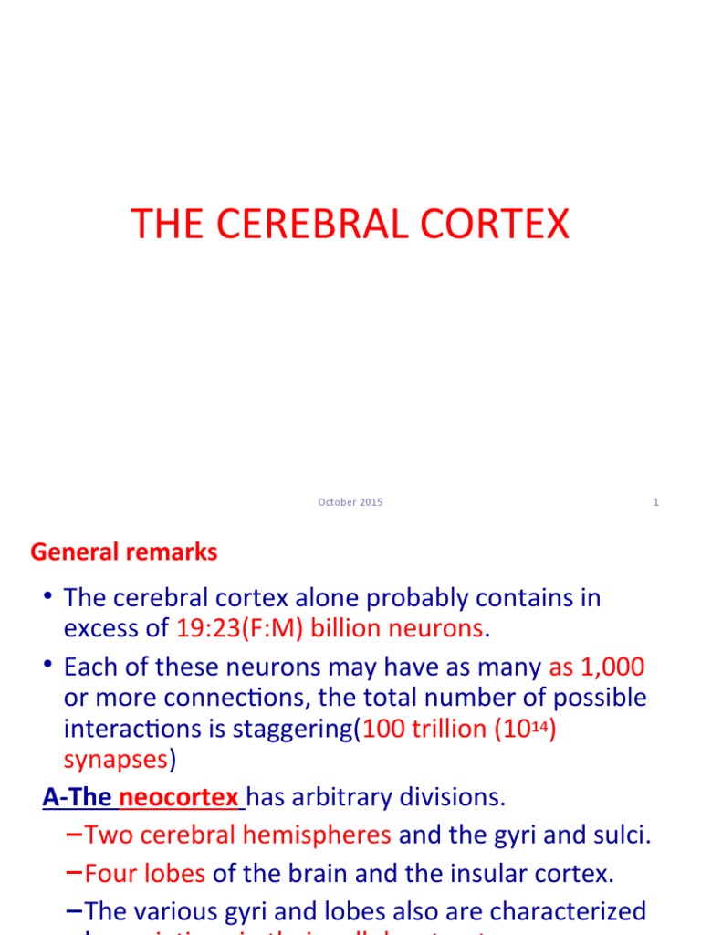 p6. The Cerebral Cortex | PDF | Cerebral Cortex | Parietal Lobe