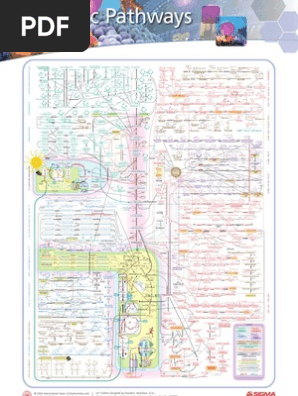 Biochemistry Pathways
