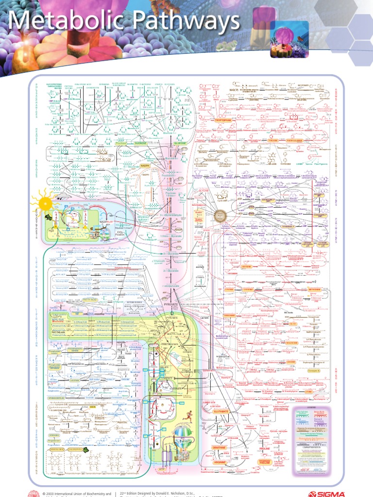 Metabolic Pathways