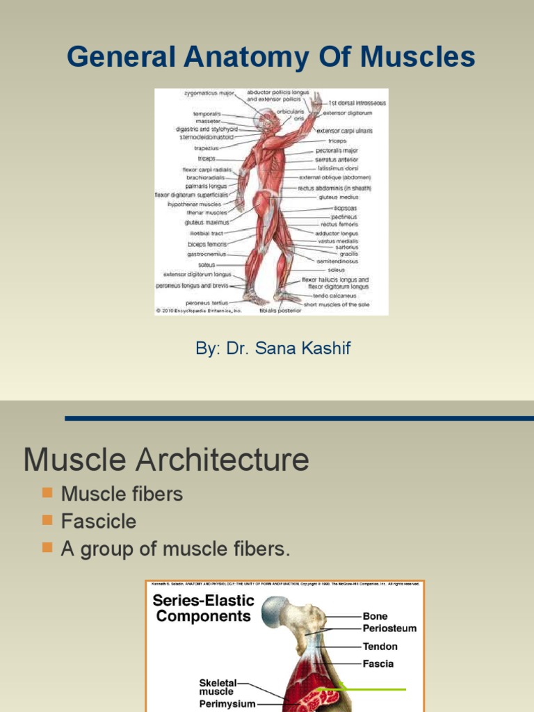 The Anatomy and Function of Muscle Tissue: A Comprehensive Overview of ...