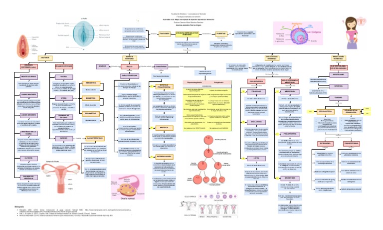 Mapa Conceptual de Aparato Reproductor Femenino | PDF | Hormona luteinizante | Ovario