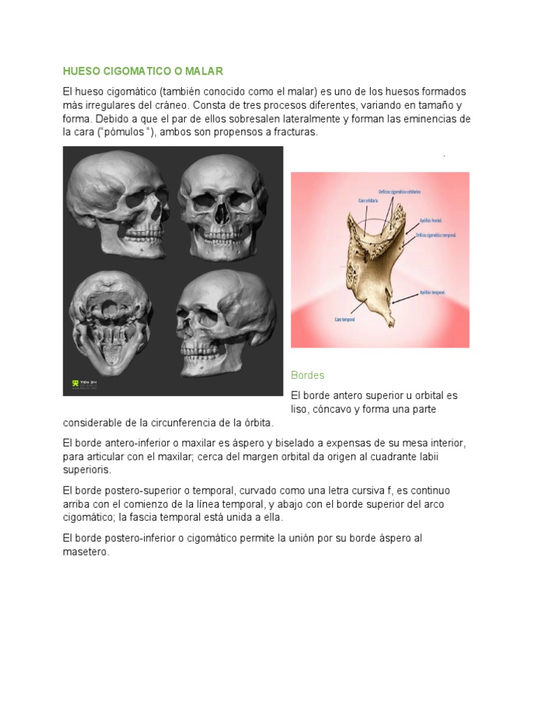 Hueso Cigomatico y Mandibula | PDF | Cabeza y cuello humanos | Sistema ...