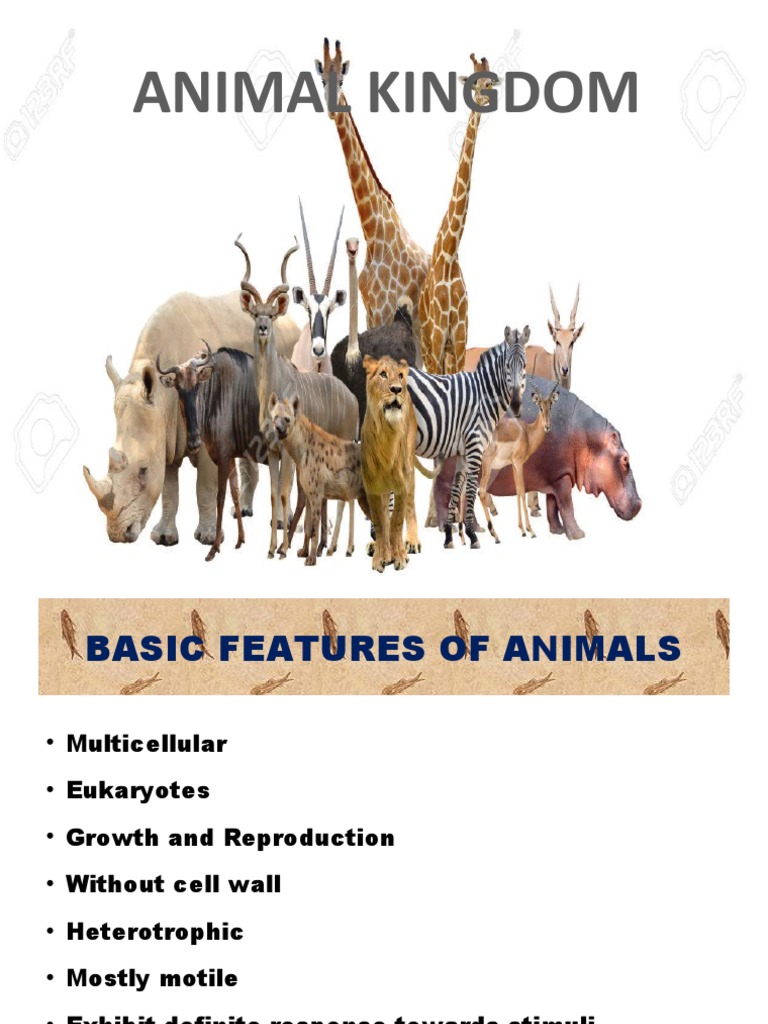 Animal Kingdom PPT 3 - Class 9 | PDF | Sponge | Organisms