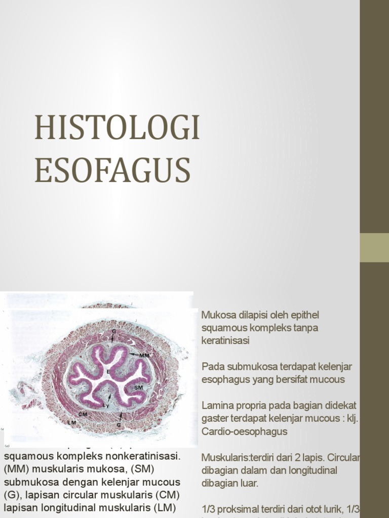 Histologi Esofagus: Epitel, Submukosa, Muskularis | PDF