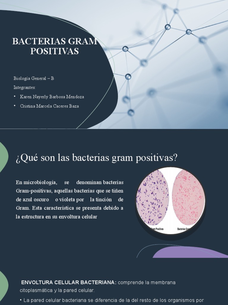 Bacterias Gram Positivas Ejemplos – VGMQM