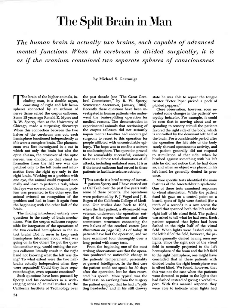 The Split Brain In Man Pdf Lateralization Of Brain Function Organ