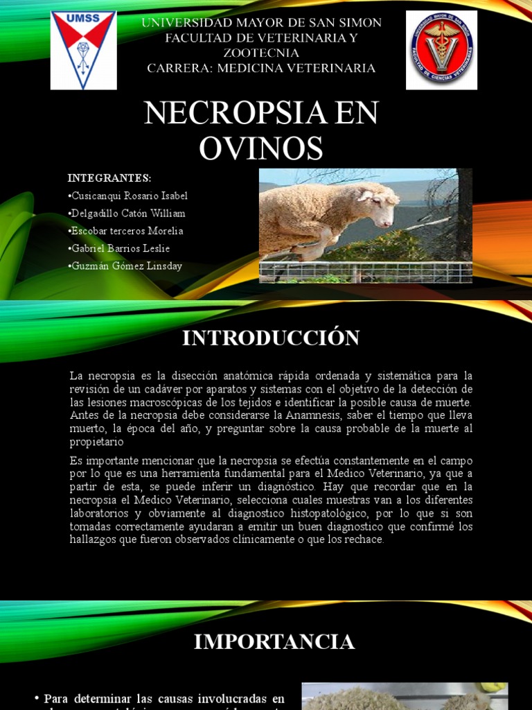 Necropsia en Ovinos | PDF | Tórax | Medicina