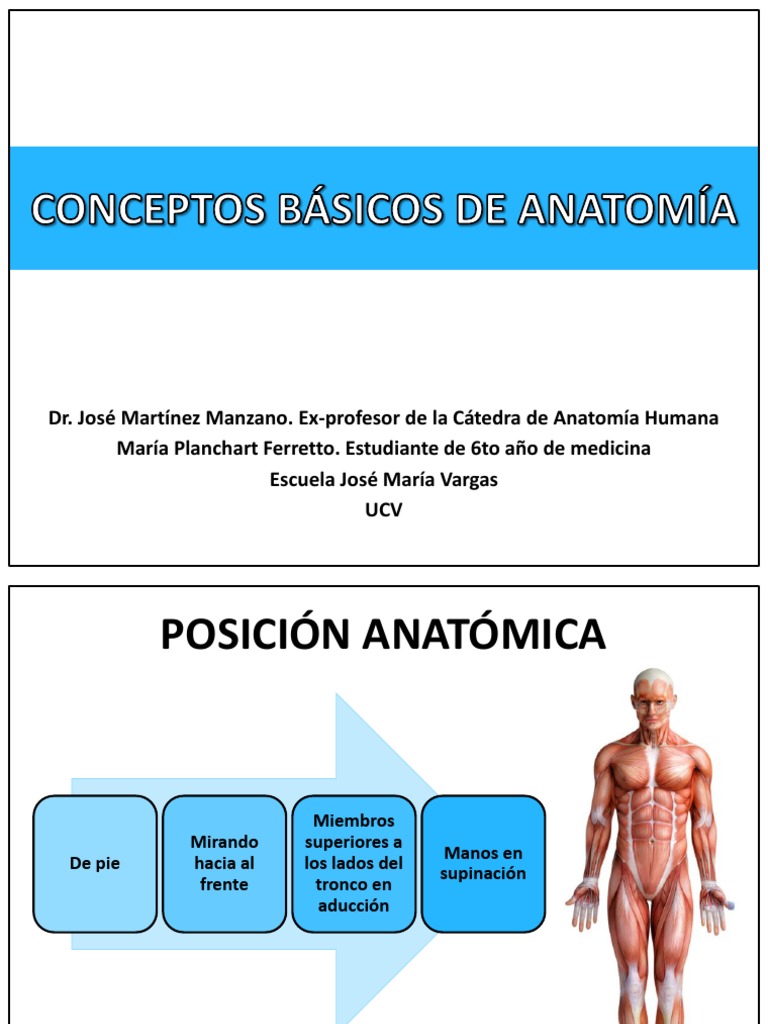 Conceptos Básicos de Anatomía | PDF | Hueso | Articulación