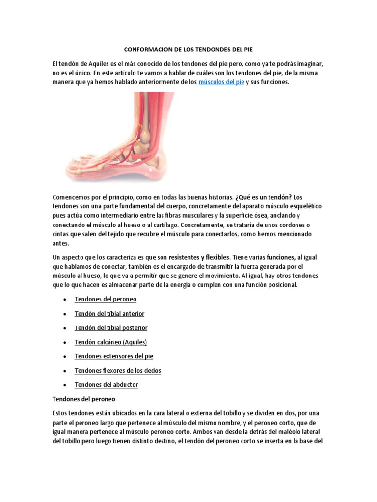 Tendones del pie: funciones y lesiones más comunes | PDF | Pie | Tobillo