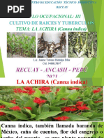 Sacha Culantro | PDF | Hierbas y especias | Alimentos