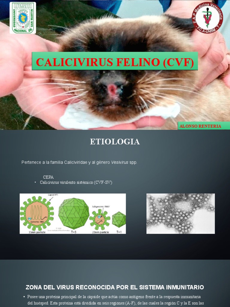Calicivirus Felino: Transmisión y Tratamiento | PDF | Virus | Vacunas