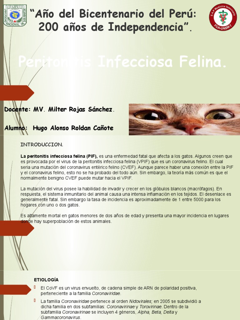 Síntomas y diagnóstico del PIF en gatos | PDF | Enfermedades y ...