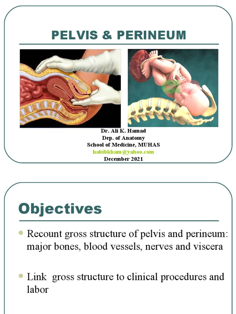 Anatomy of the Pelvis and Perineum | PDF | Pelvis | Human Anatomy