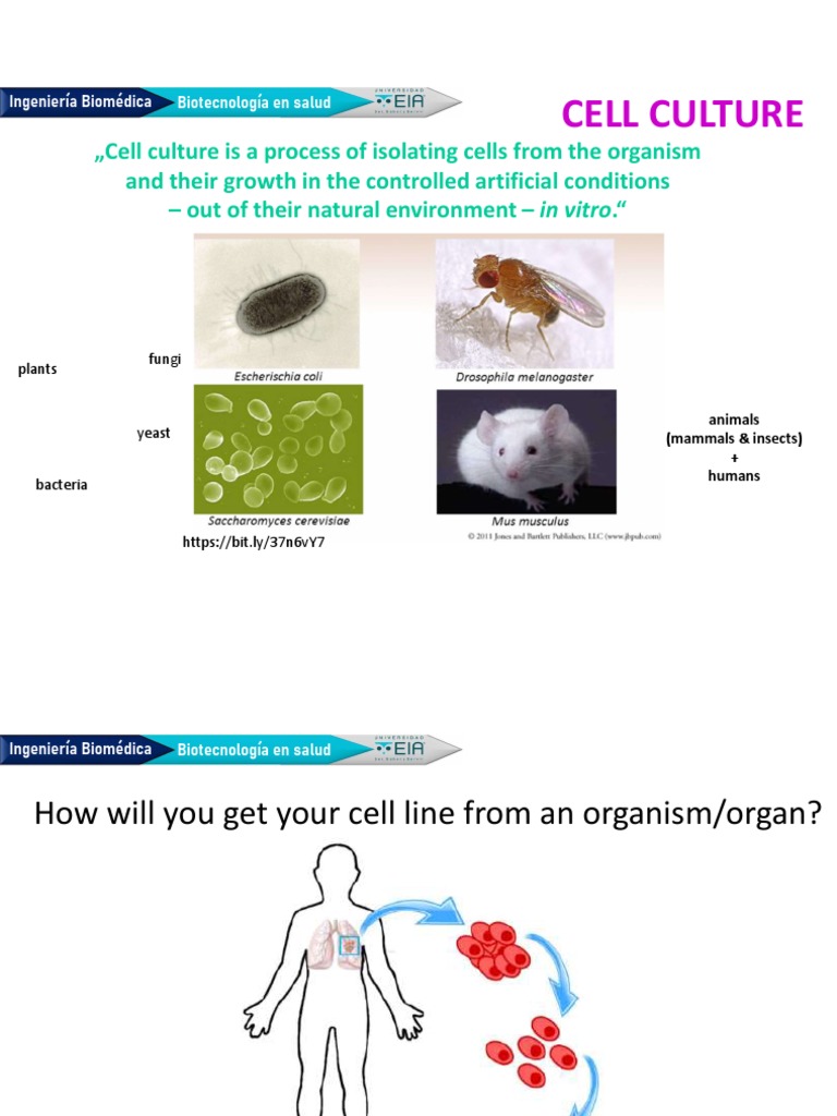 3 Biotec | PDF | Cell Culture | Extracellular Matrix