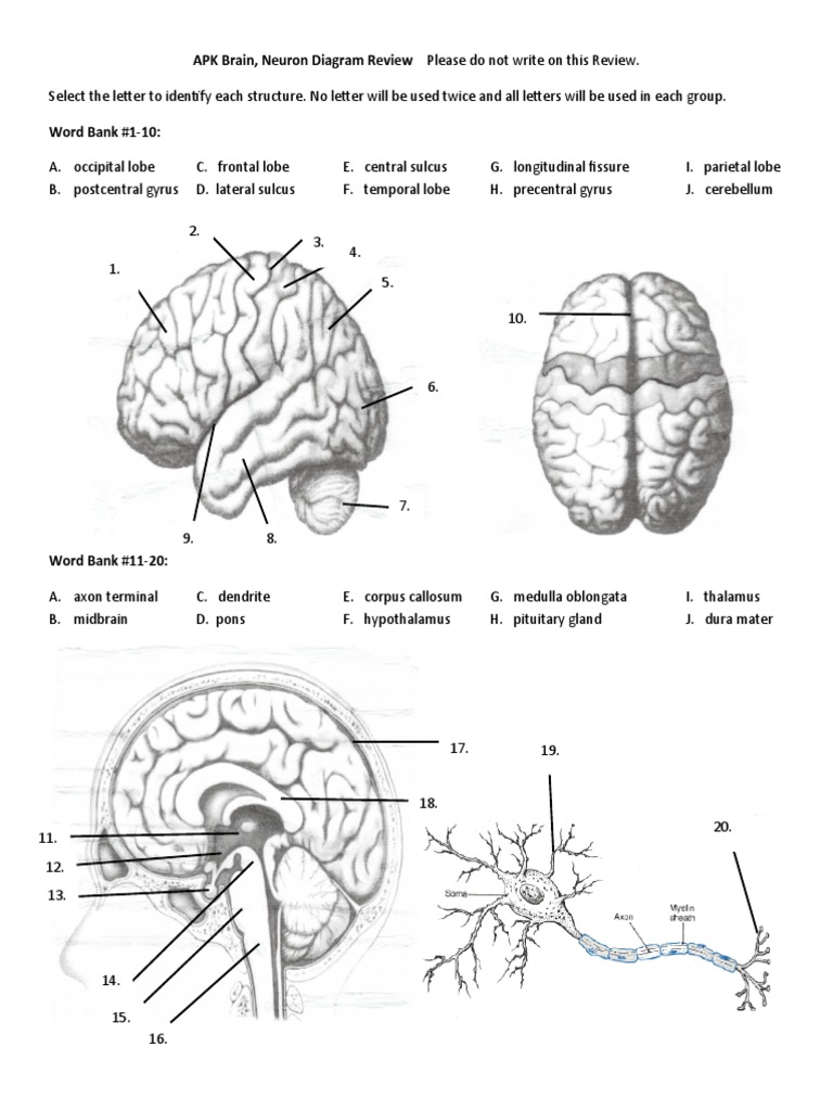 APK Brain Neuron Diagram Review | PDF