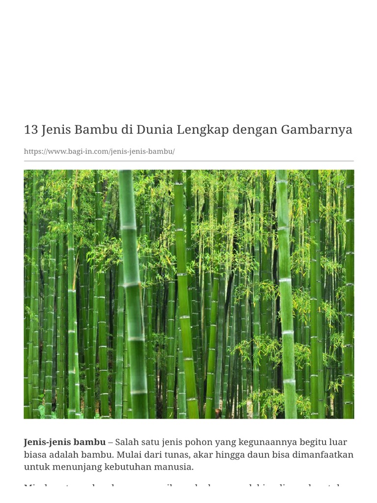 13 Jenis Bambu Di Dunia Lengkap Dengan Gambarnya+ | PDF