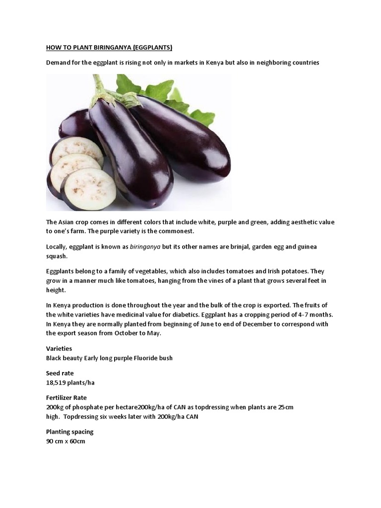 How To Plant Biringanya | PDF | Eggplant | Soil