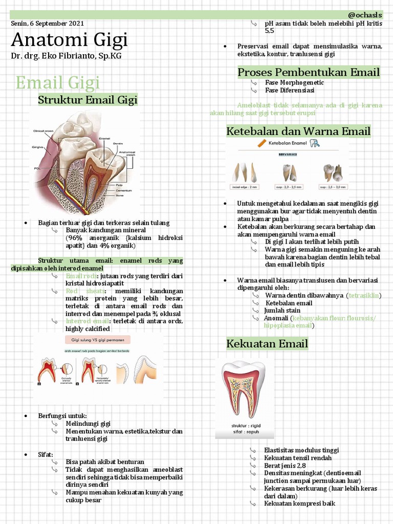 Anatomi Gigi | PDF