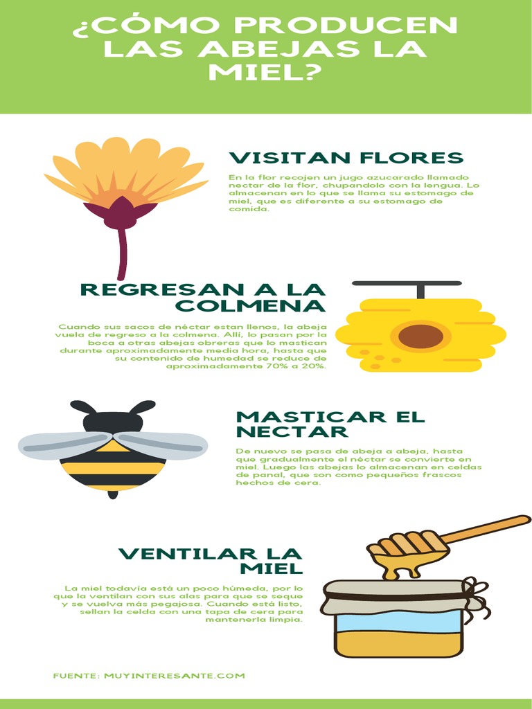 Infografia-¿Como Producen Las Abejas La Miel? | PDF | Cocina, comidas y vino
