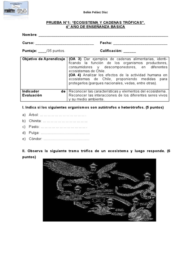 Prueba Ecosistema y Cadenas Alimentarias 4 Basico | PDF | Red ...