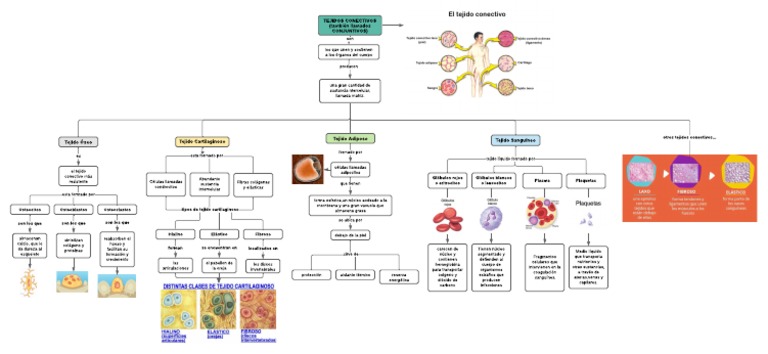 Conect I Vos | PDF | Sangre | Hueso