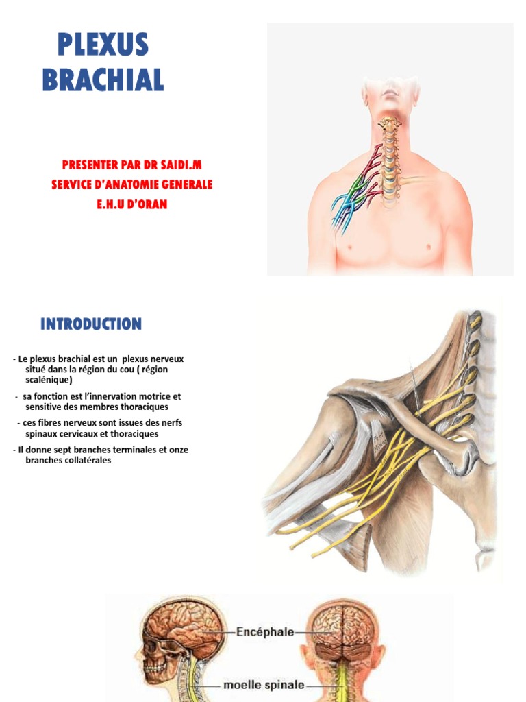 25-Plexus Brachial | PDF | Anatomie | Anatomie humaine