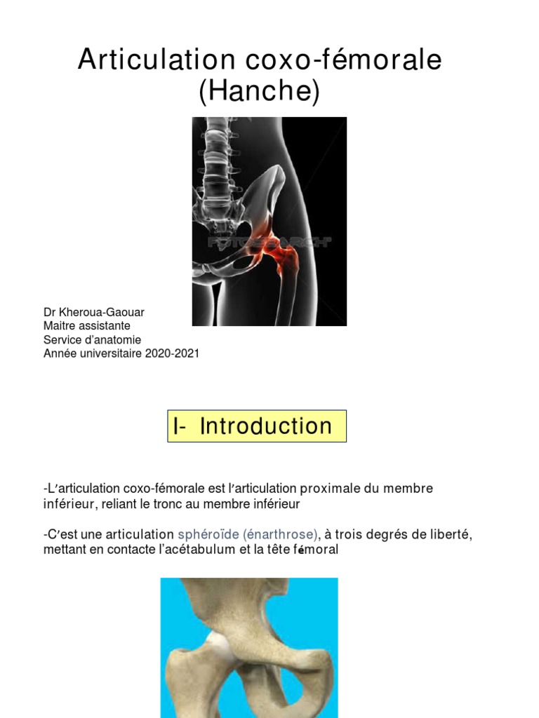 Vll-1 L'articulation Coxo-Fémorale Kheroua | PDF | Articulation ...