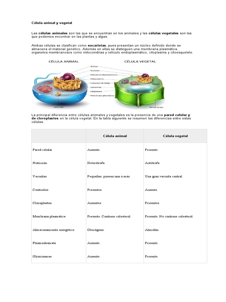 Diferencias entre células animales y vegetales | PDF | Biología Celular ...
