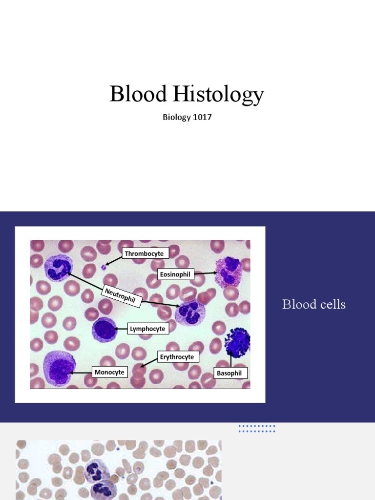 Blood Histology: Biology 1017 | PDF