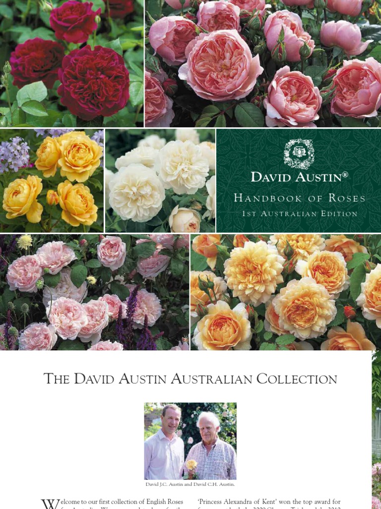 Handbook David Austin Roses | PDF | Rose | Horticulture And Gardening