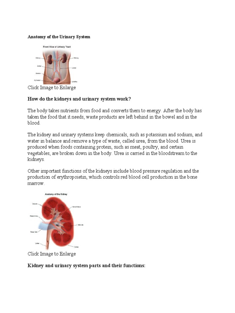 Anatomy of The Urinary System-Bahan | PDF | Kidney | Animal Physiology