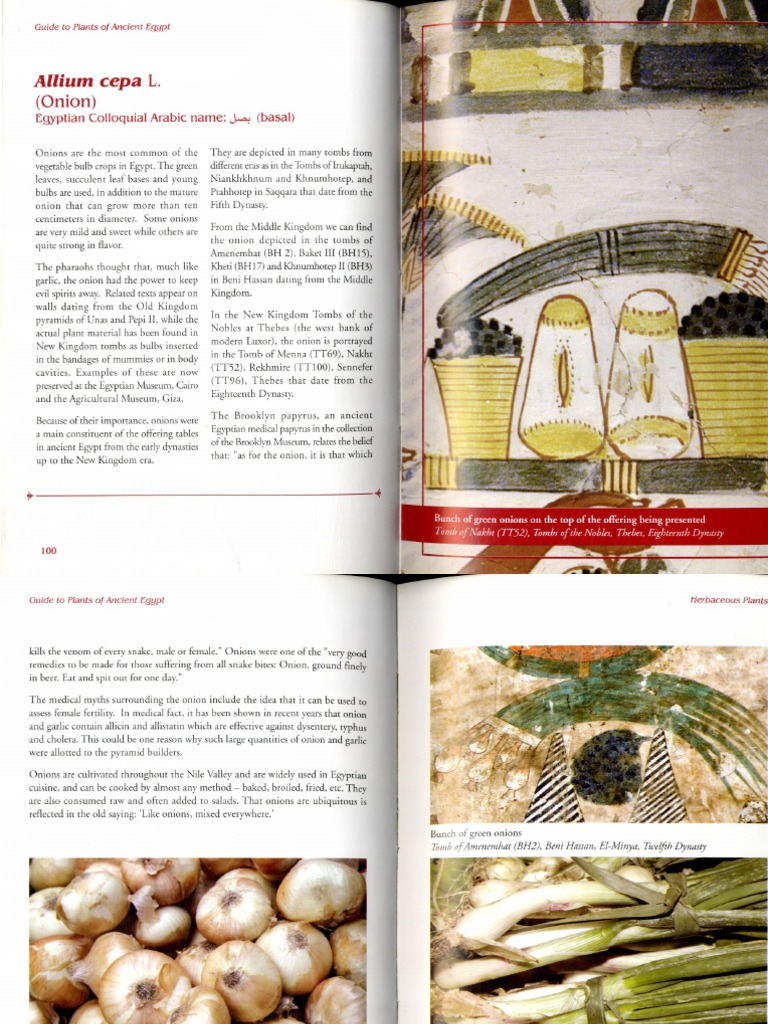 Guide To PLANTS of Ancient EGYPT 2 | PDF