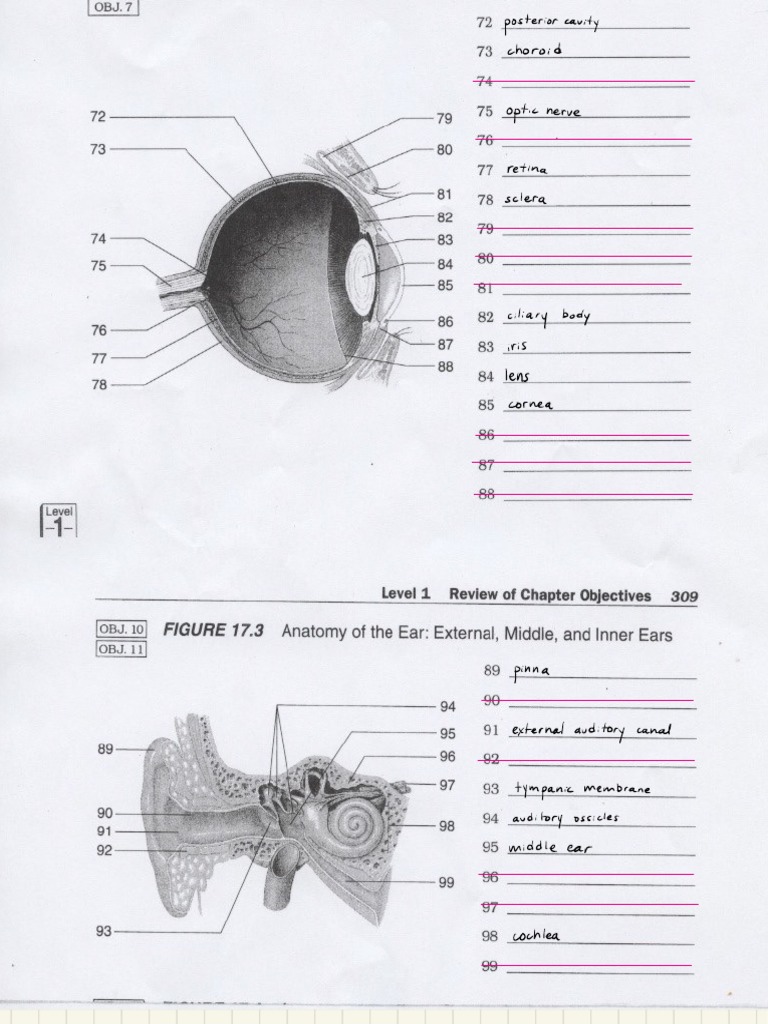 Anatomy | PDF | Science & Mathematics | Computers