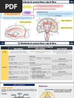 Motoneuronas Alfa y Gamma | PDF | Neurona motora | Músculo