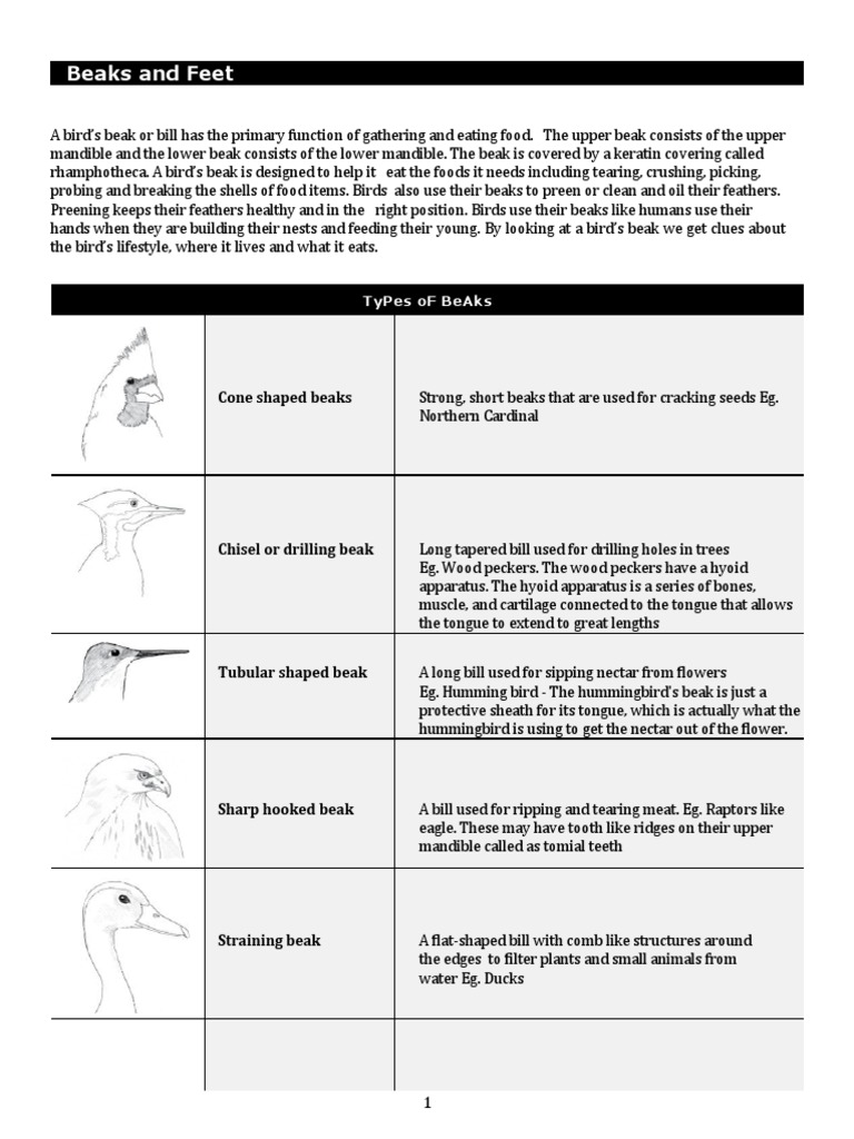 Bird Beak and Foot Adaptations | PDF | Beak | Claw
