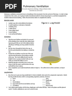 Lung Model With Two Lungs and Diaphragm Lab | PDF