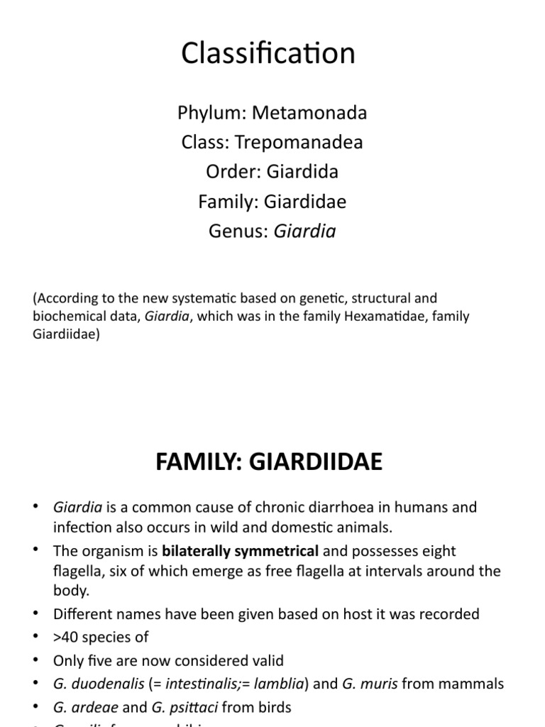 Classification: Phylum: Metamonada Class: Trepomanadea Order: Giardida ...
