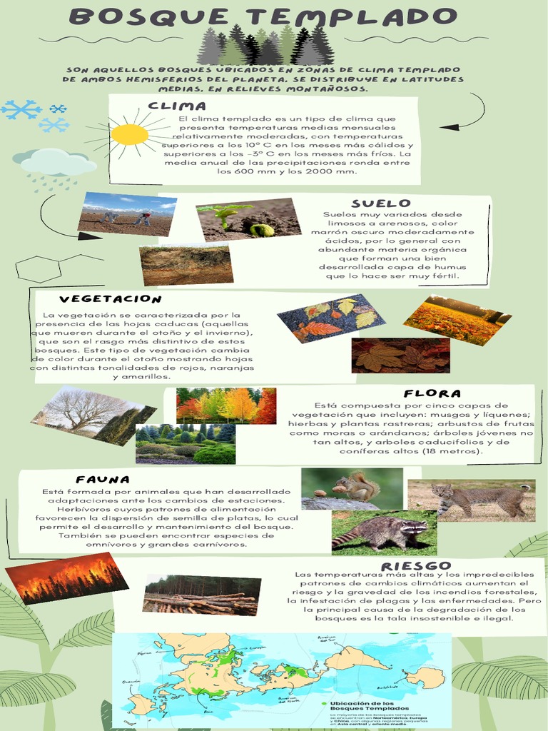 Nombres De Plantas De Bosque Templado Caducifolio ECOSISTEMAS: Bosque