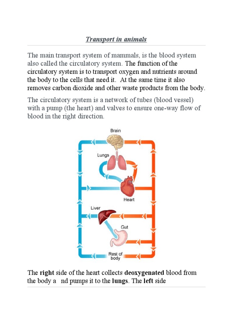 Circulatory System | PDF | Heart | Circulatory System